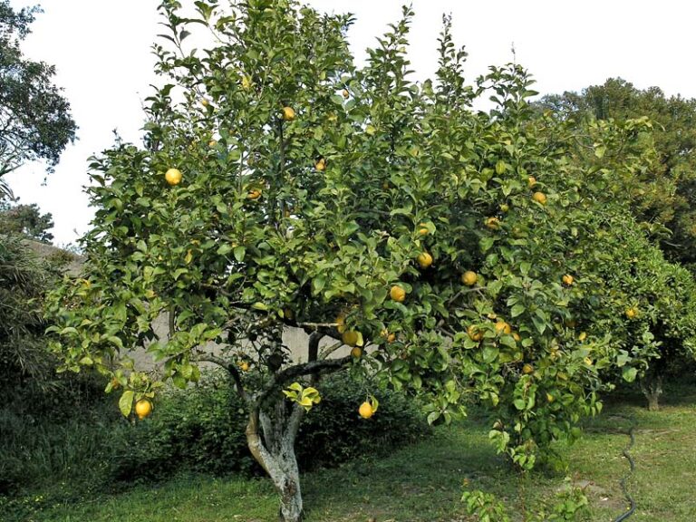 Μωρη κοντούλα λεμονιά / στίχοι – paradosi24.gr