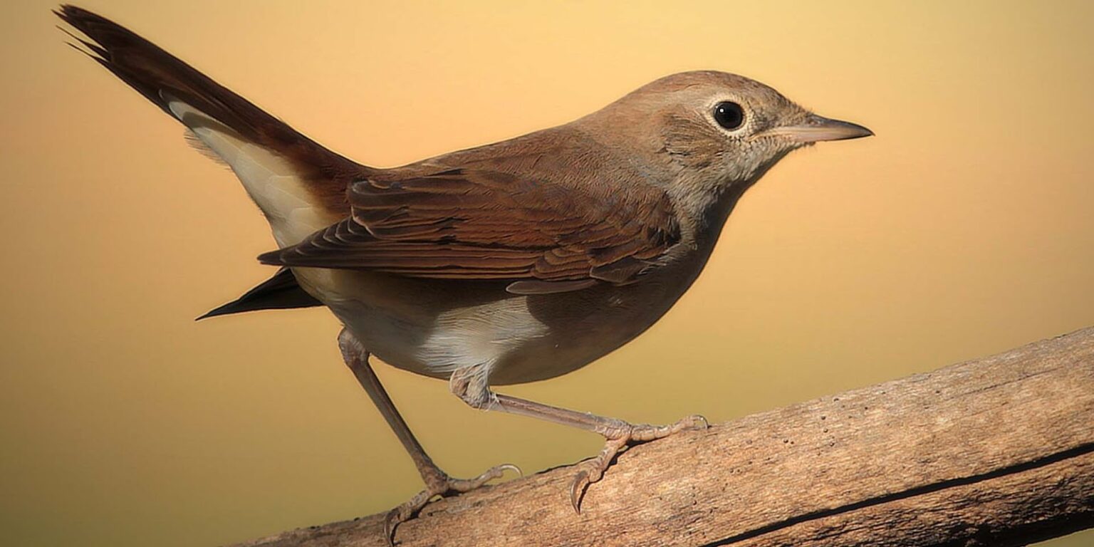 ΤΟ ΑΗΔΟΝΙ – Μύθοι, θρύλοι, παραδόσεις του λαού μας – paradosi24.gr
